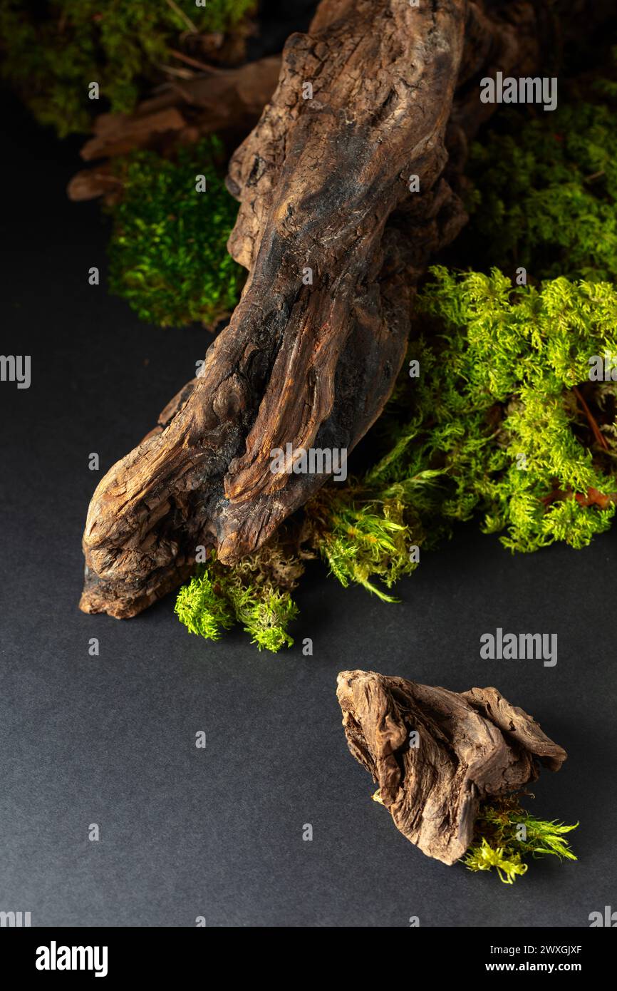 Abstract north nature scene with a composition of lichen, moss, and old ...
