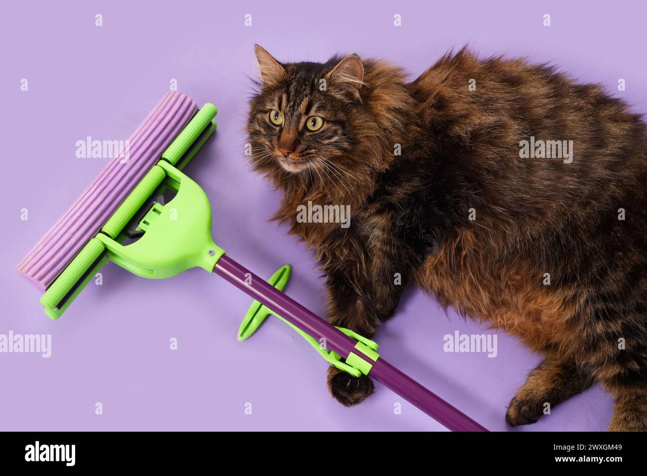 Cute cat with mop lying on lilac background, top view Stock Photo - Alamy