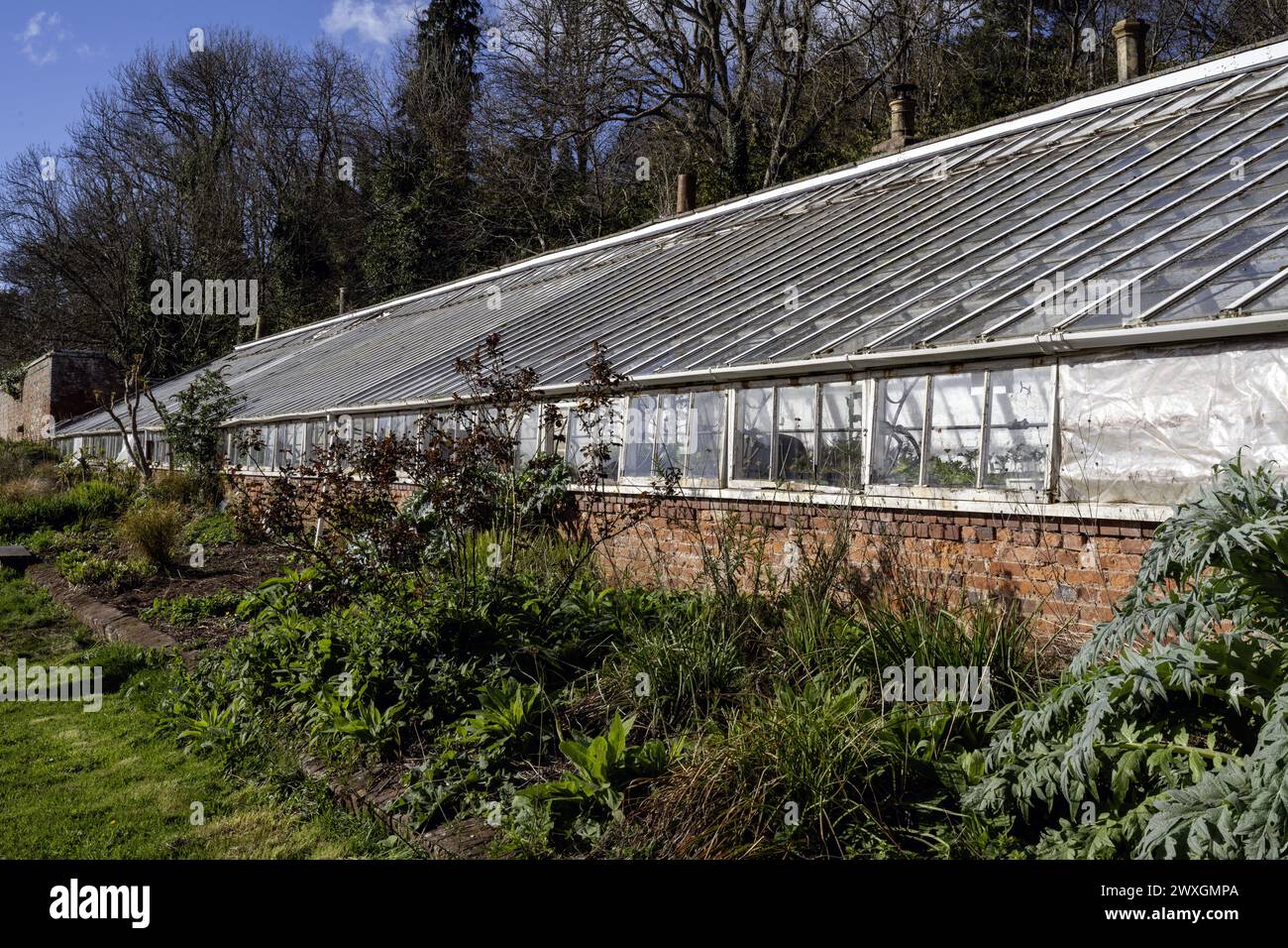 View of the glasshouse at Powderham Castle, Kenton, Exeter, Devon ...