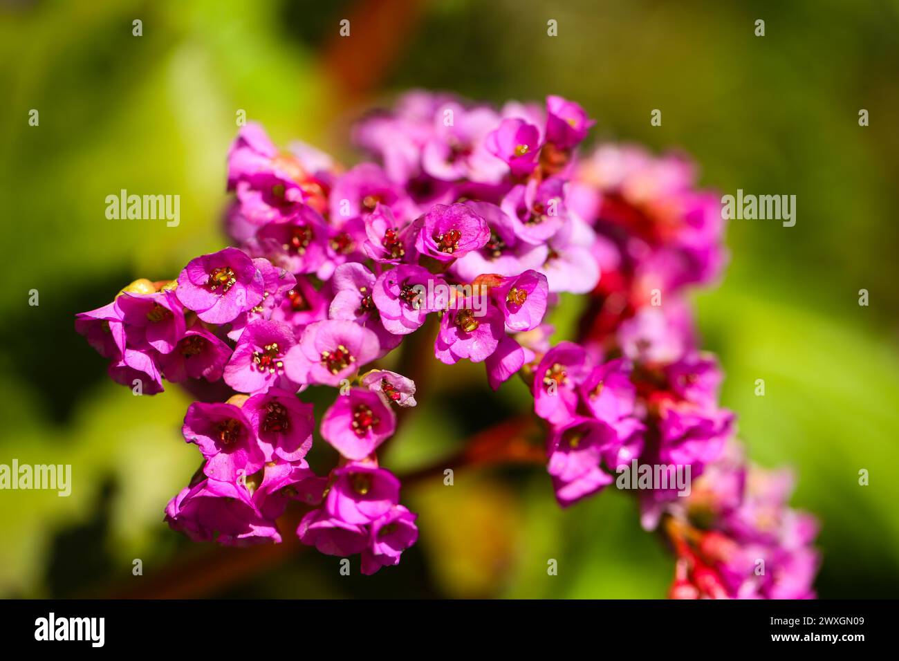 Bergenia cordifolia hanging on the wall in a vertical planting on the ...
