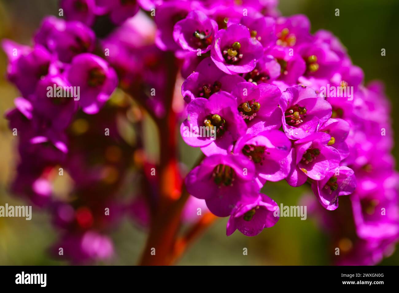 Bergenia cordifolia hanging on the wall in a vertical planting on the ...