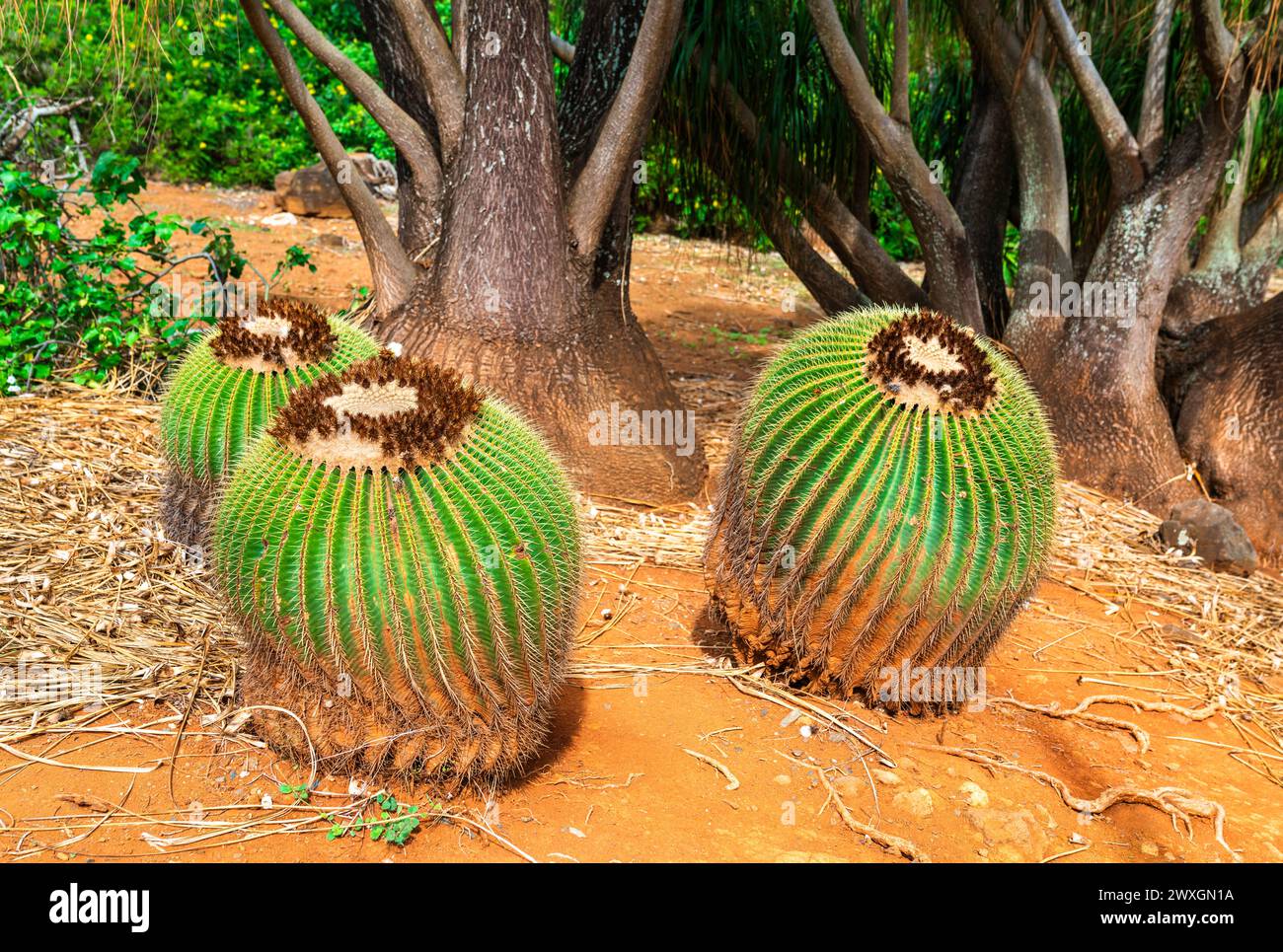 Cactus plants in Koko Crater Botanical Garden on Oahu Island in Hawaii ...