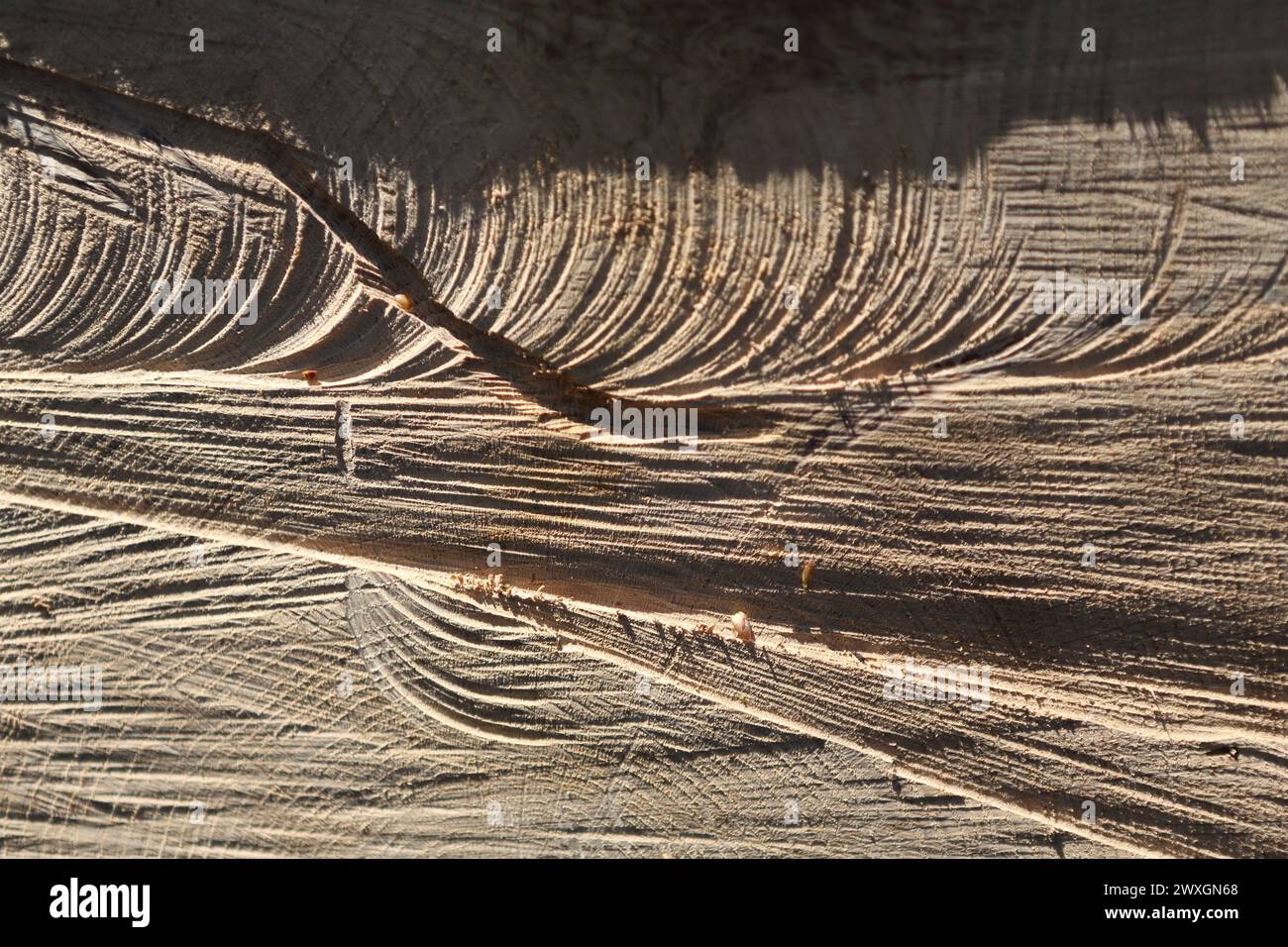 Sawn off tree trunk with cutting marks and wood grain - swirls, lines ...