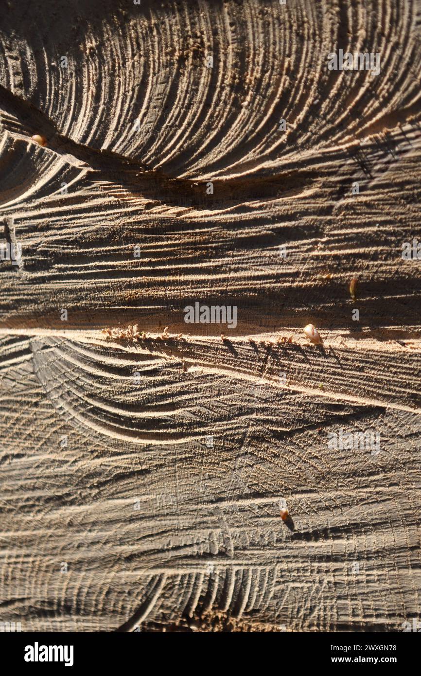 Sawn off tree trunk with cutting marks and wood grain - swirls, lines ...