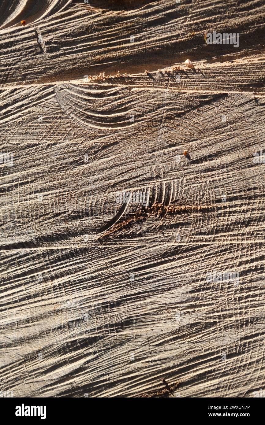 Sawn off tree trunk with cutting marks and wood grain - swirls, lines ...