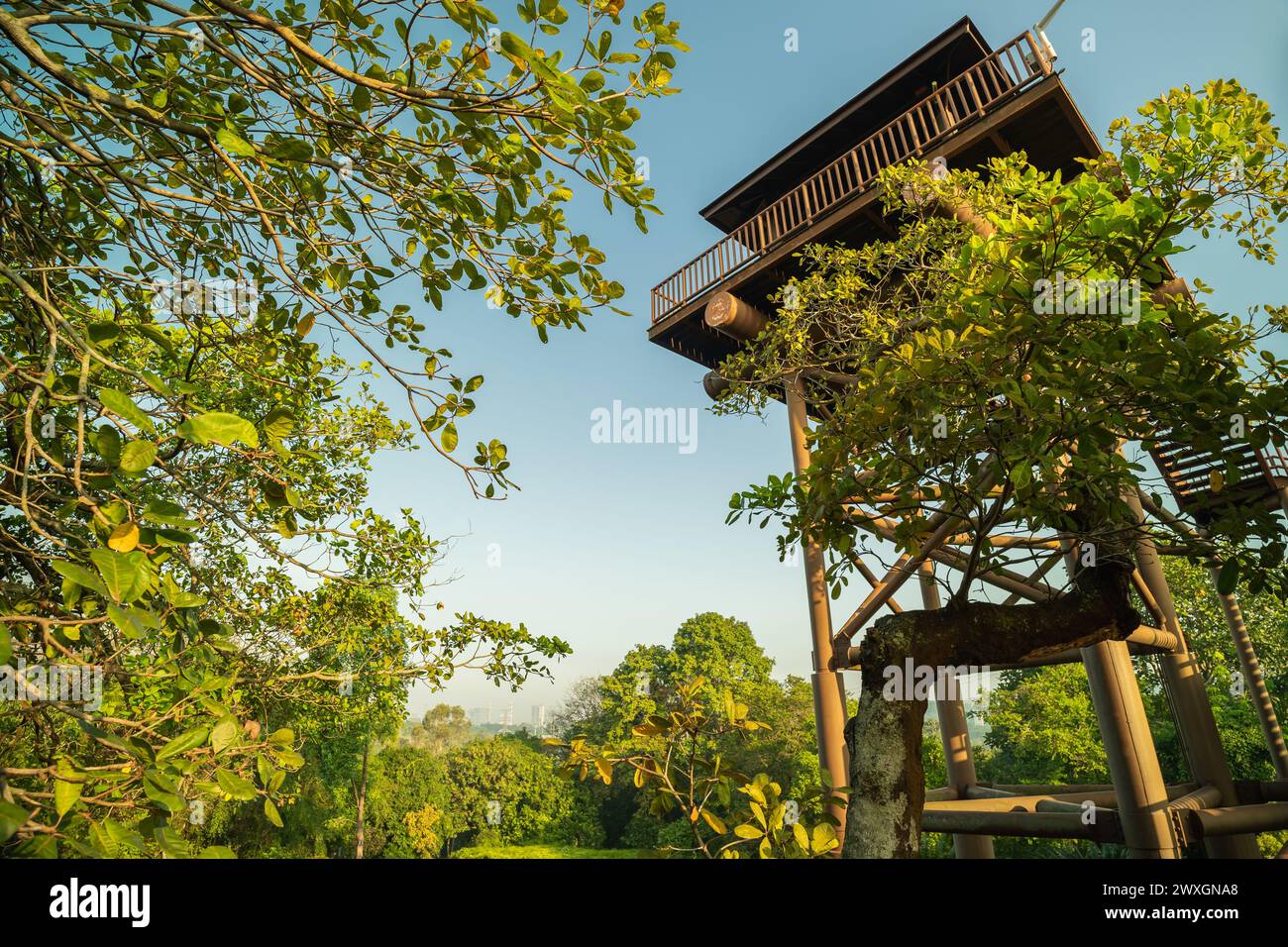 Lookout towers forest hi-res stock photography and images - Alamy