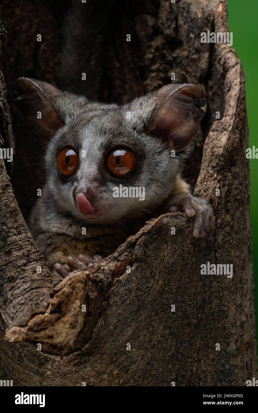 Galago bushbaby hi-res stock photography and images - Alamy