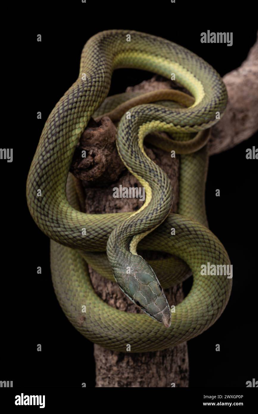A vertical closeup of a Baron Green Racer Snake on a branch Stock Photo ...