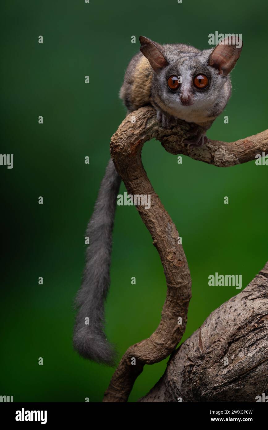 A cute sugar glider hanging from a tree branch Stock Photo - Alamy