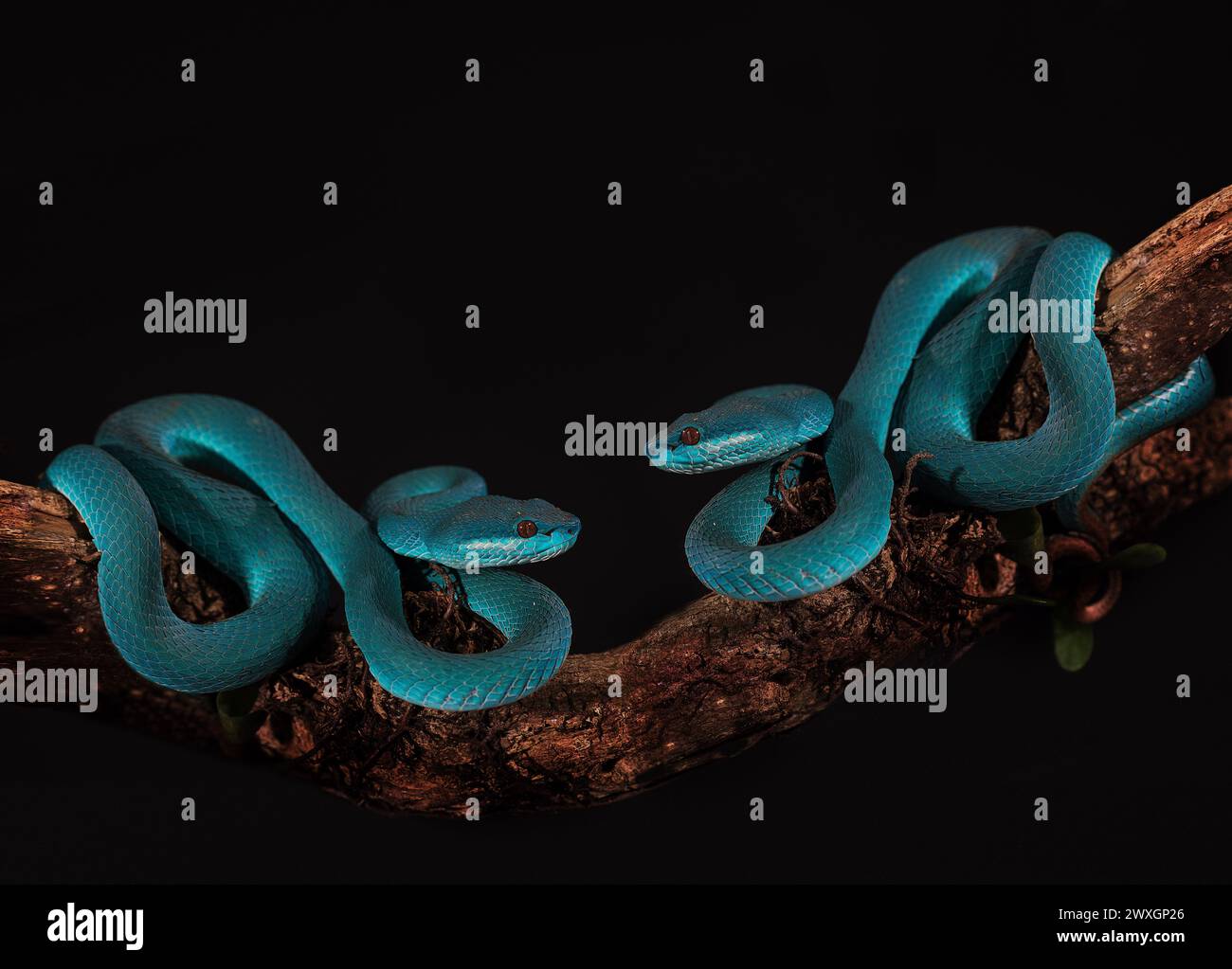 A closeup of white lipped pit viper snakes on a branch Stock Photo - Alamy