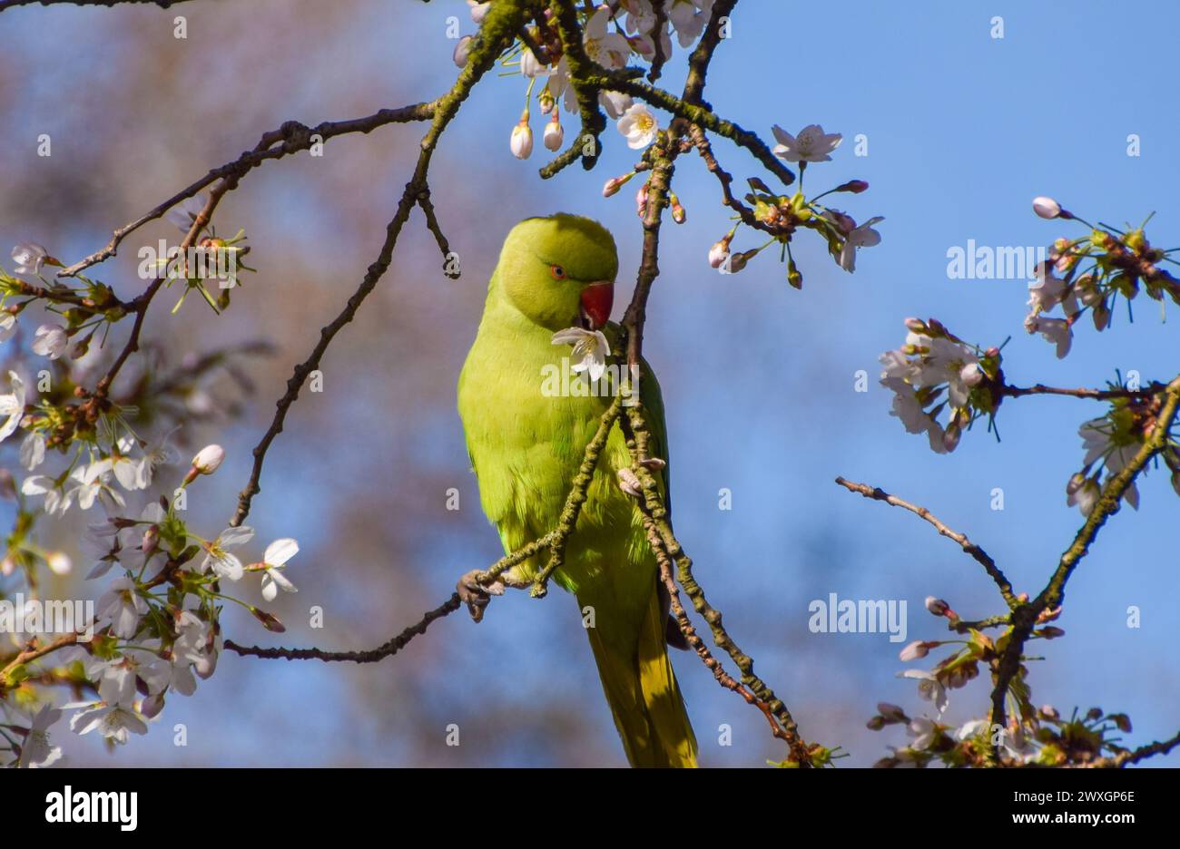 A ring-necked parakeet, also known as rose-ringed parakeet, munches on ...
