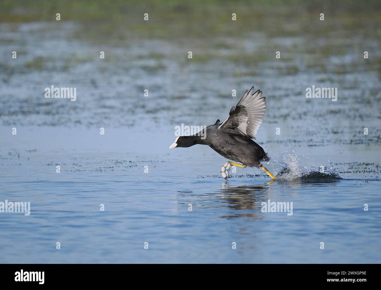 coots are one of the most aggressive birds, towards fellow coot, and ...