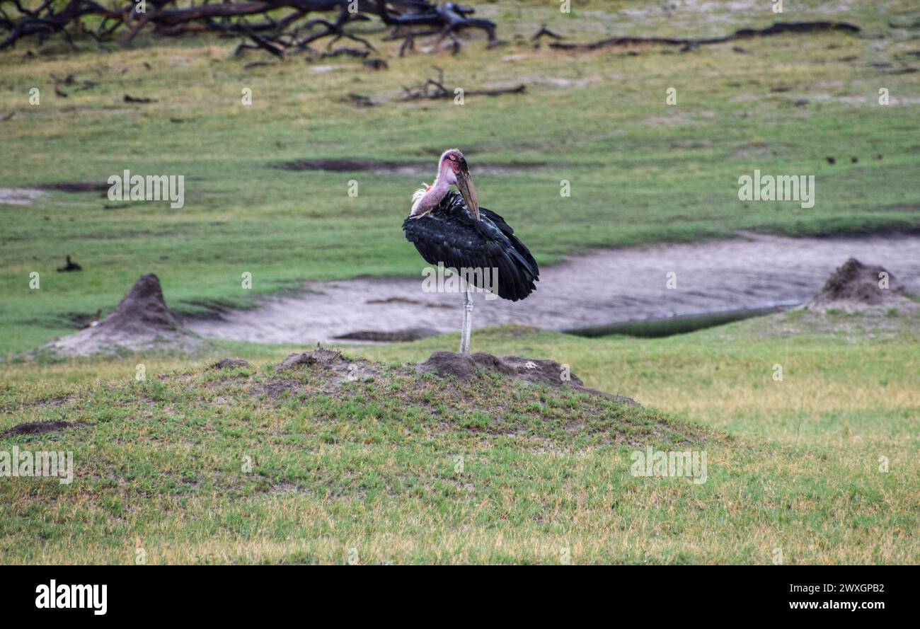 Biodiversity mana hi-res stock photography and images - Alamy