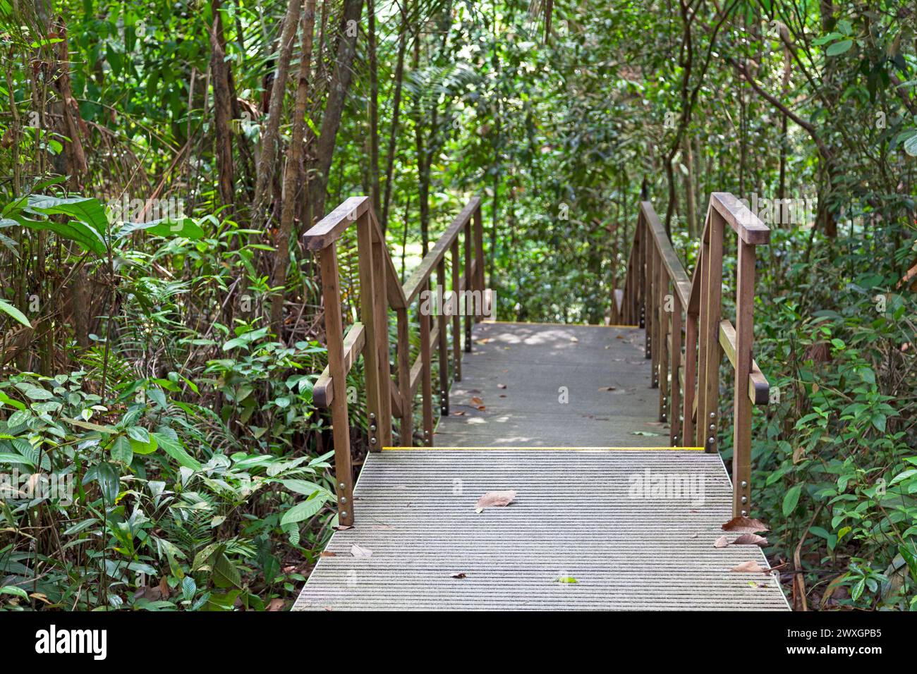 Footpath of the trail around MacRitchie Reservoir in Singapore Stock ...