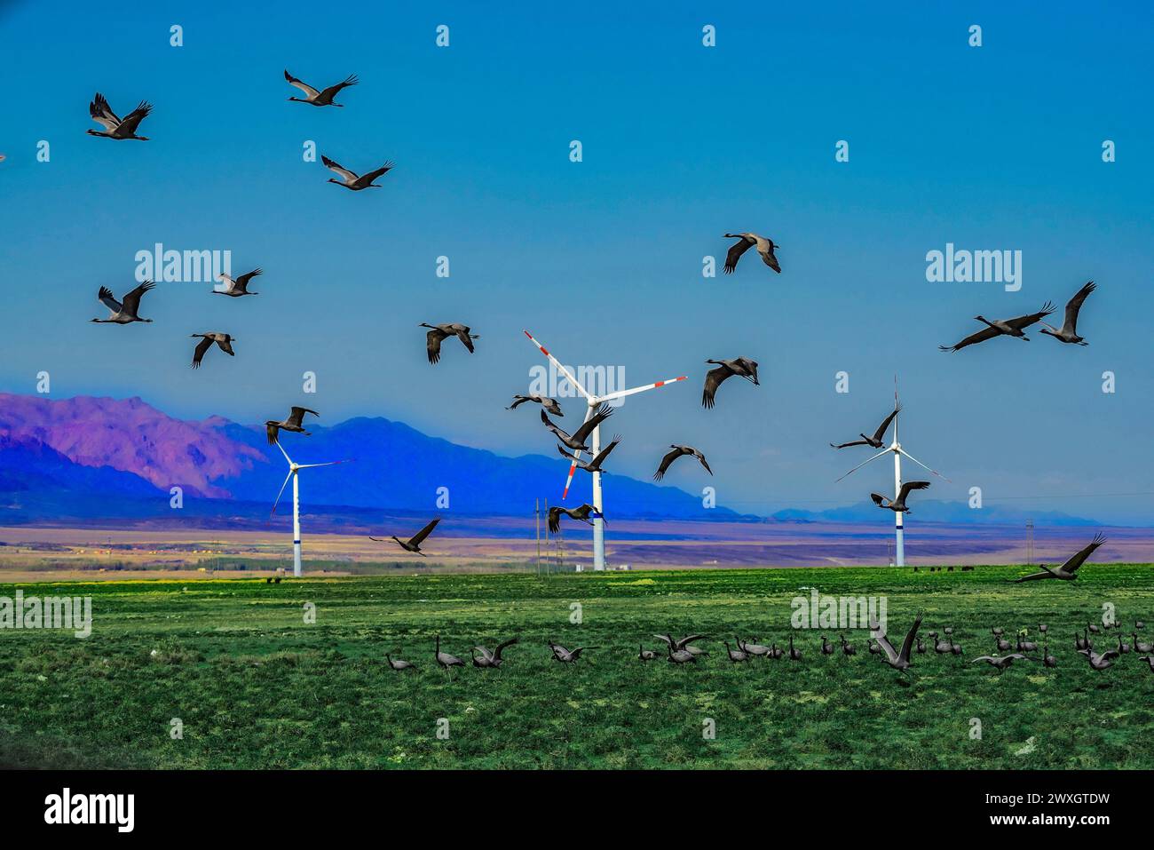 Wind power facilities are seen in Xinjiang, China, April 29, 2017 ...