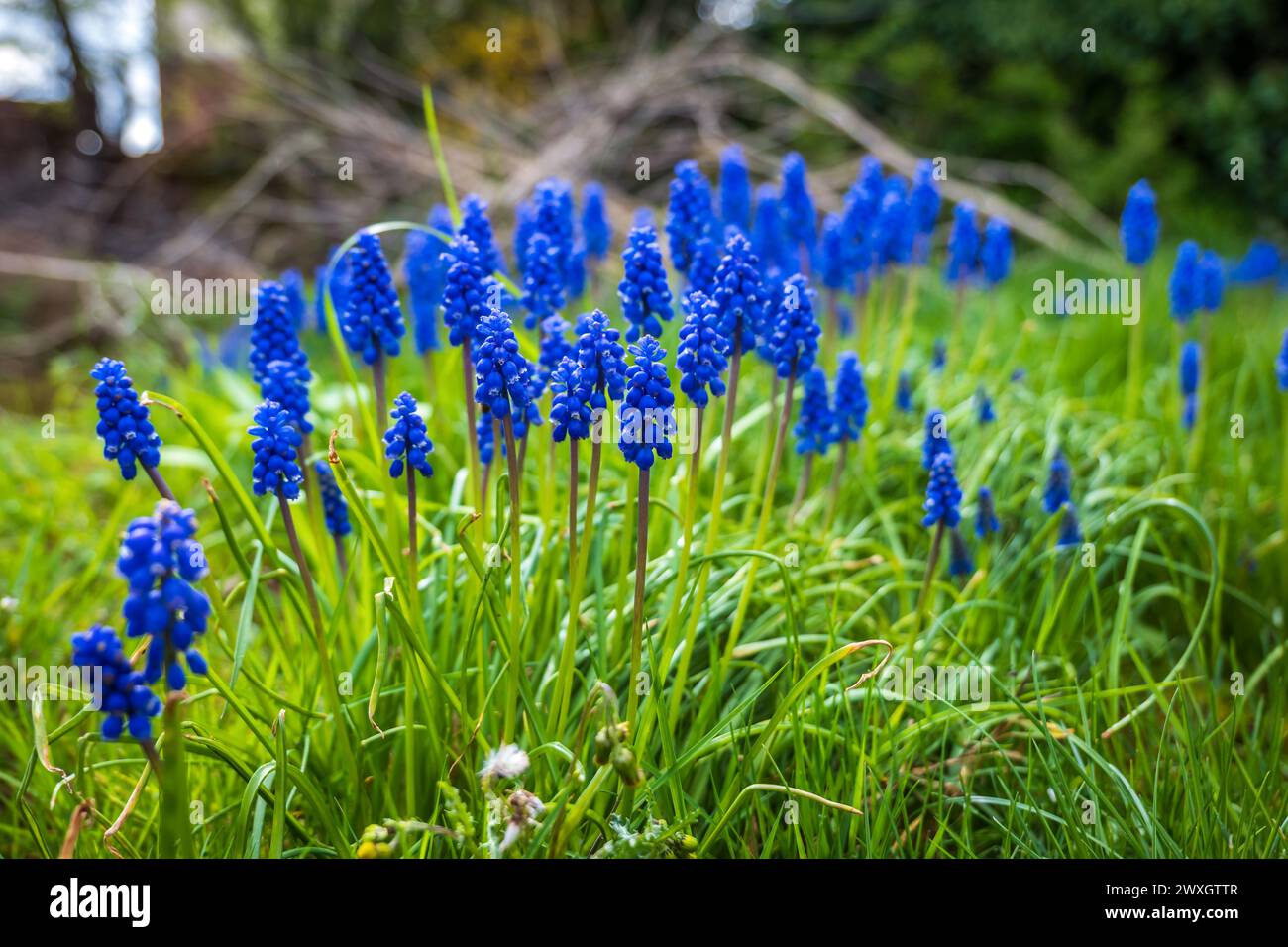 Spring bluebells closeup in back garden in england uk Stock Photo - Alamy