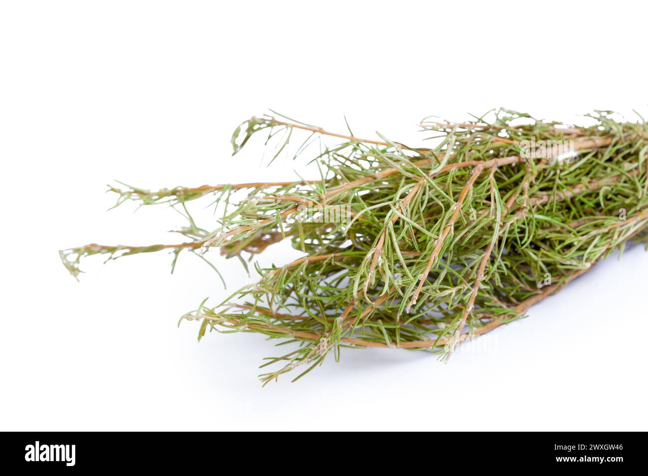 rosemary branches, isolated on white background Stock Photo - Alamy