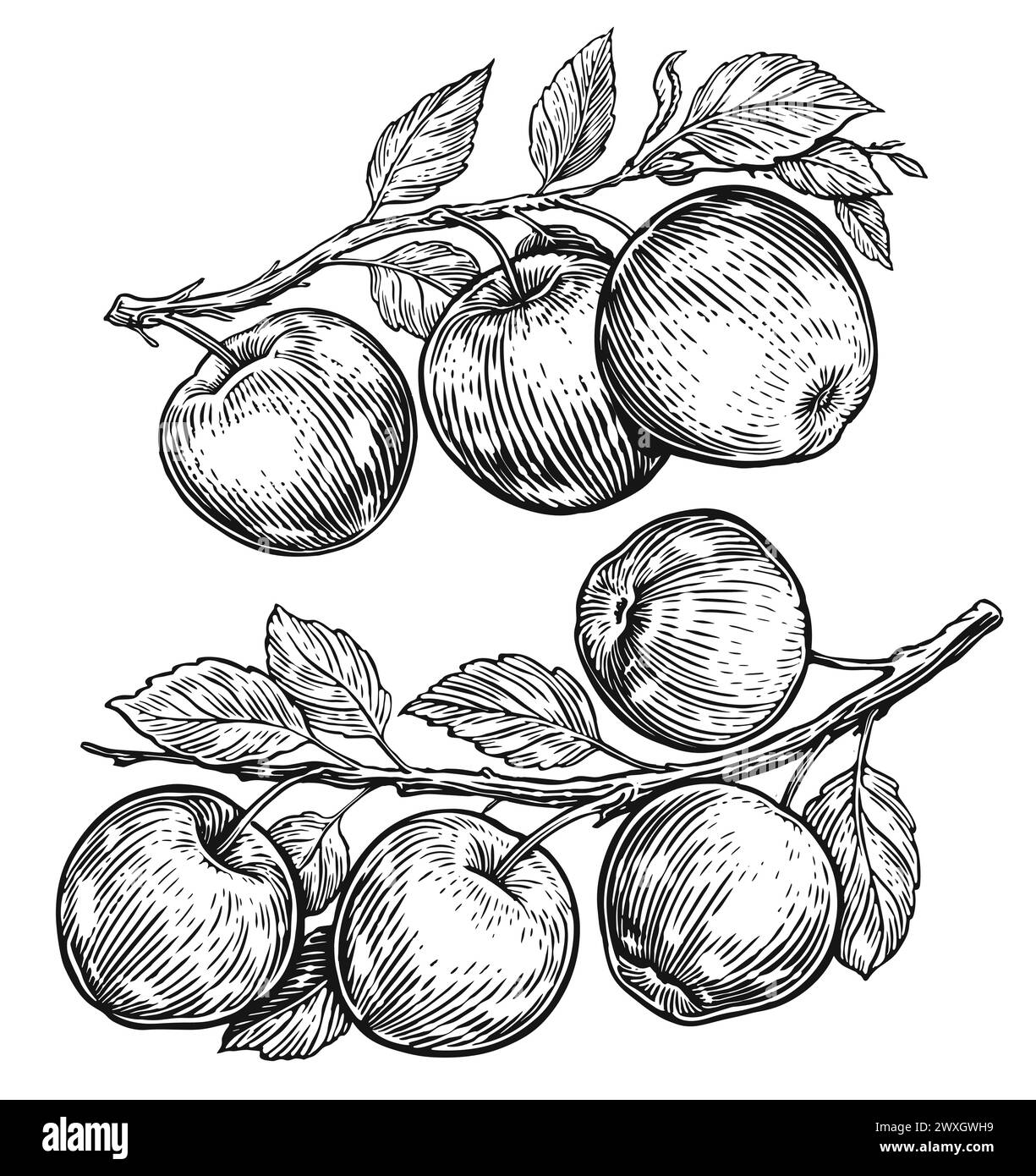 Apples on branch with leaves. Hand drawn fruits drawings in vintage engraving style. Sketch ...