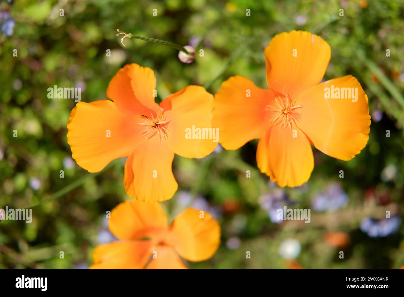 Orange and red california poppy hi-res stock photography and images - Alamy