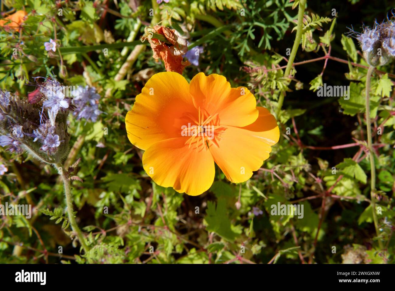 Yellow California Poppy Stock Photo - Alamy