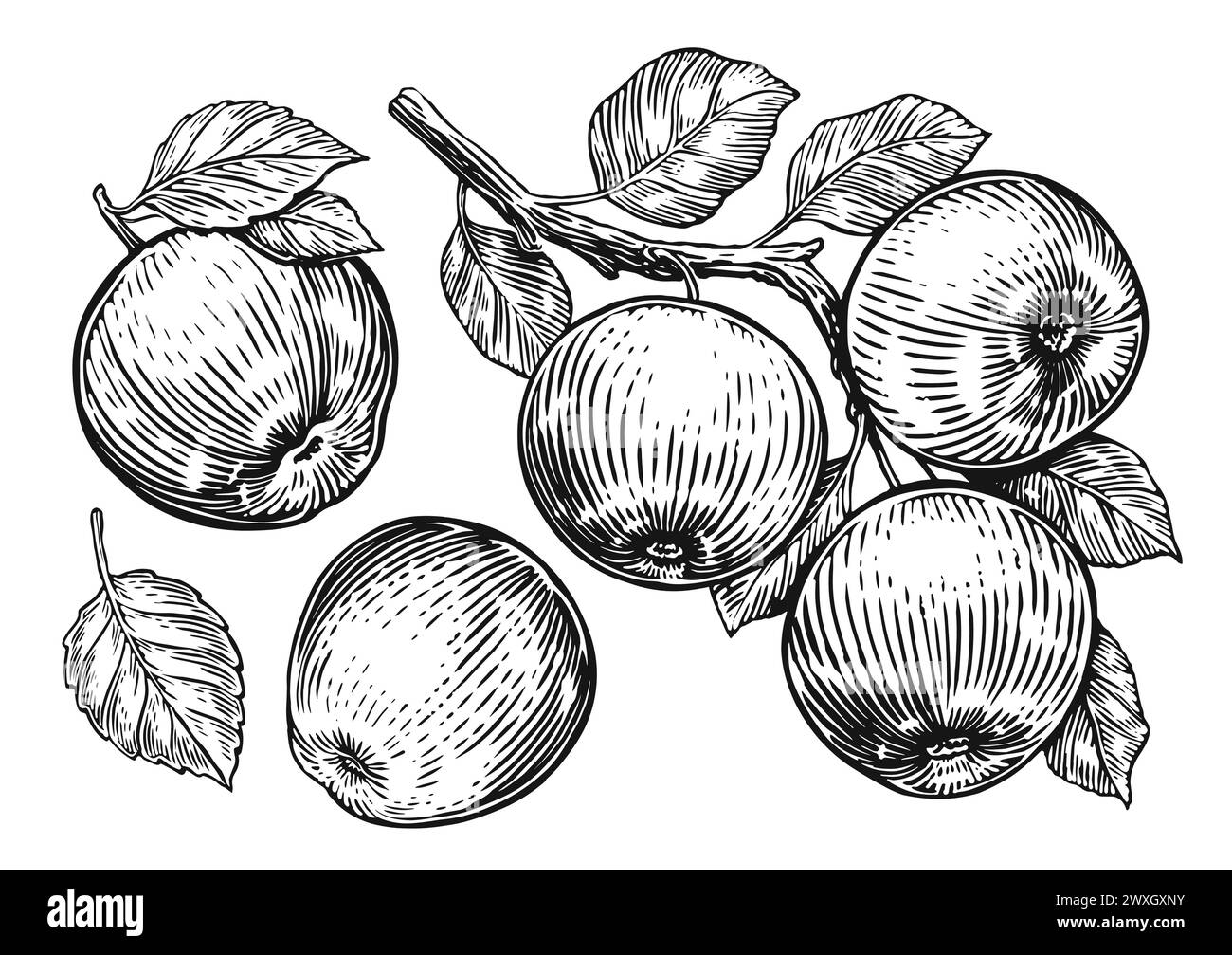 Apples with leaves. Fruits drawings in vintage engraving style. Hand ...