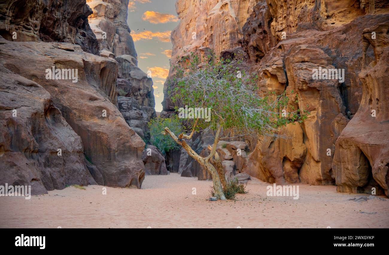 Red Mars like landscape in Wadi Rum desert, Jordan, this unreal ...