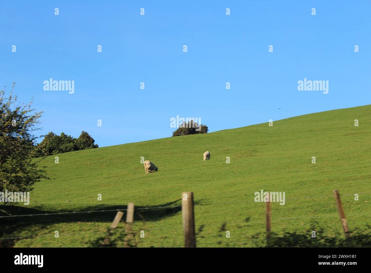 Two Sheep grazing on lush green grass in a hillside paddock in New ...