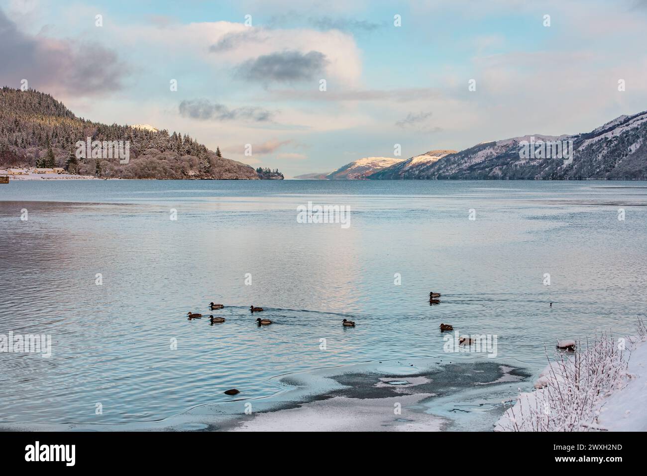 Scottish ducks hi-res stock photography and images - Alamy