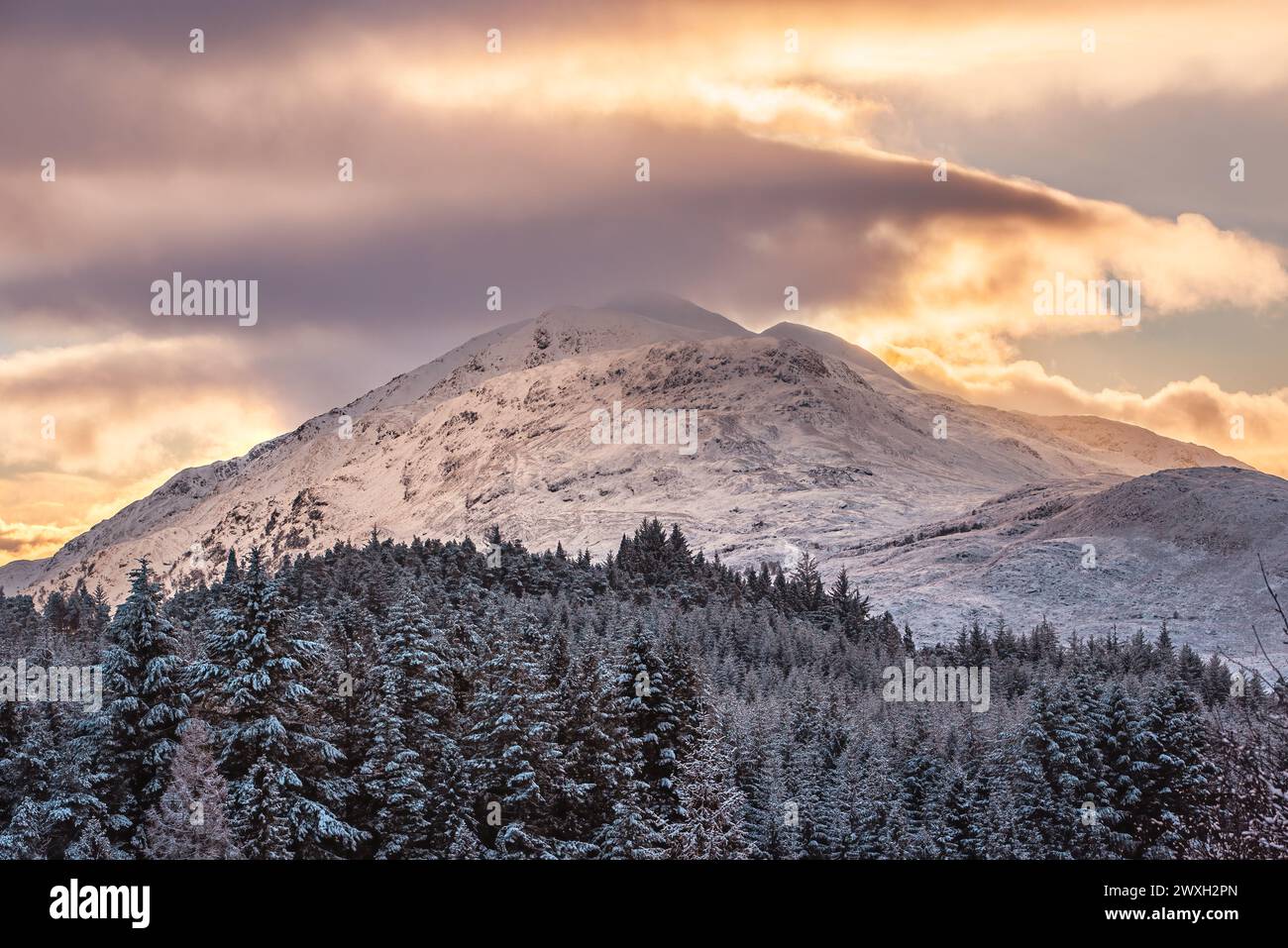 The snow-capped peak of Stob a' Choire Mheadhoin above a forest of fir ...