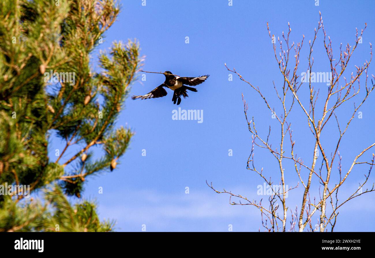 Long tail magpies nesting scotland hi-res stock photography and images ...
