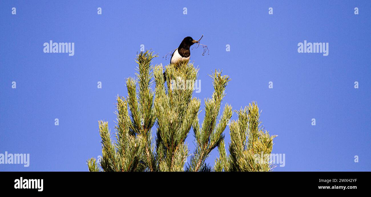 Long tail magpies nesting scotland hi-res stock photography and images ...