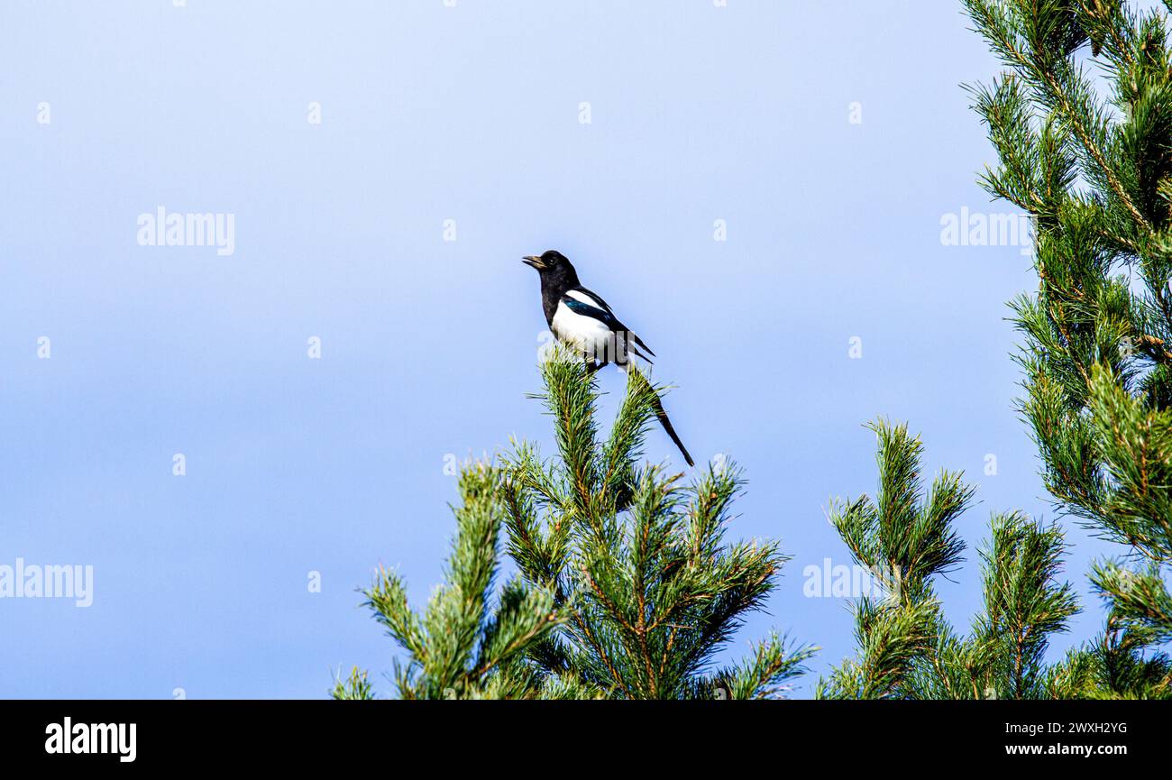 Long tail magpies nesting scotland hi-res stock photography and images ...