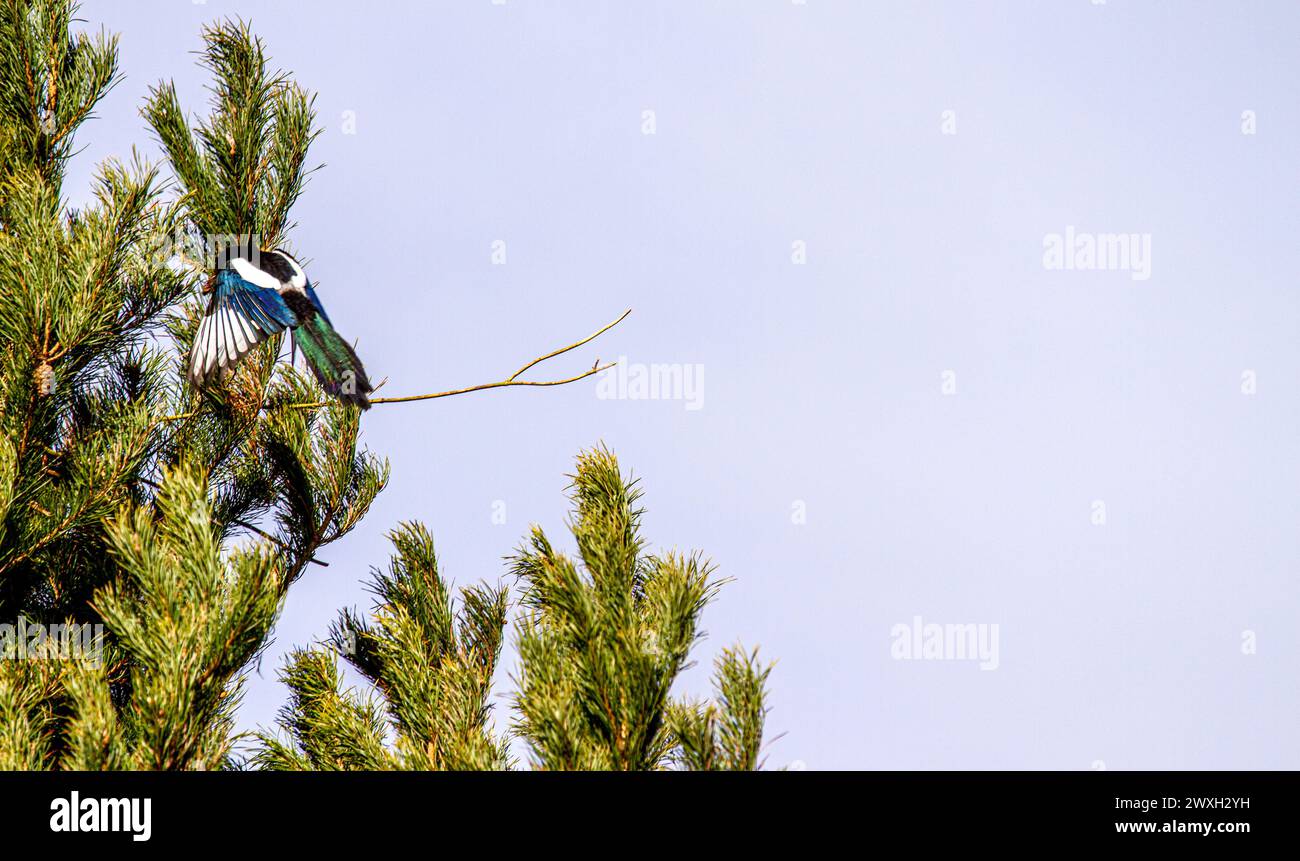 Long tail magpies nesting scotland hi-res stock photography and images ...