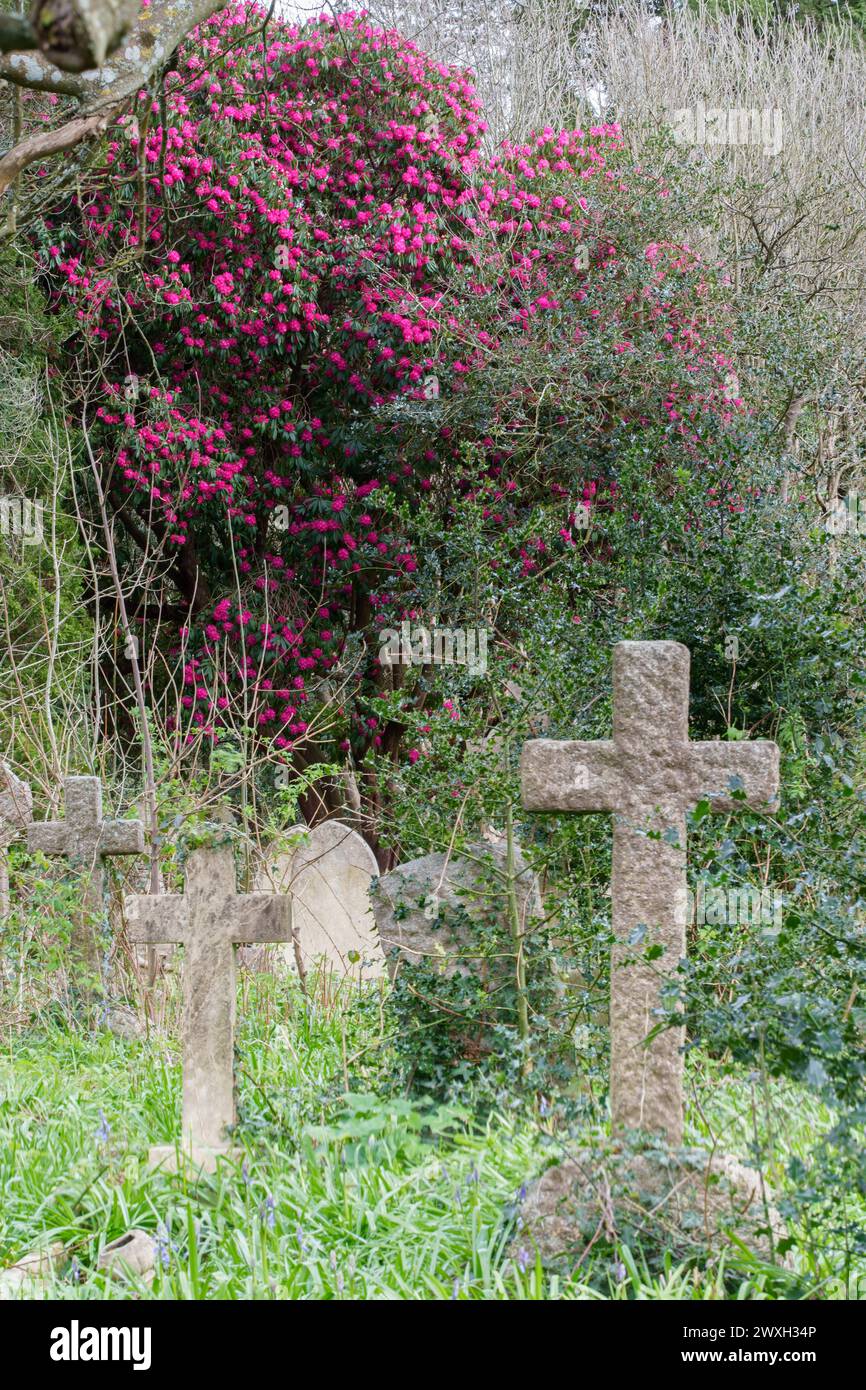 Pink rhododendron in Southampton Old Cemetery Stock Photo - Alamy