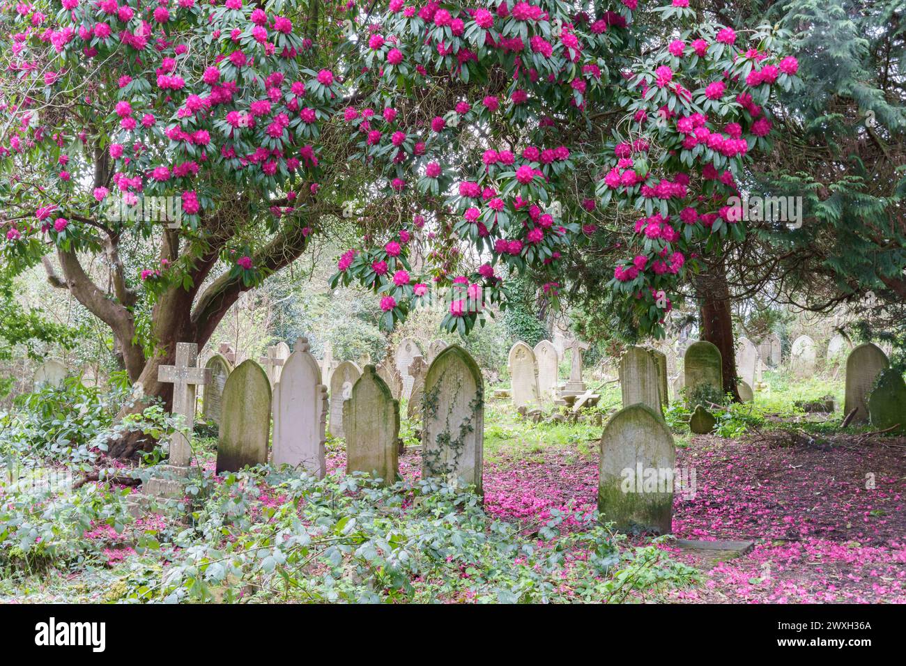 Pink rhododendron in Southampton Old Cemetery Stock Photo - Alamy