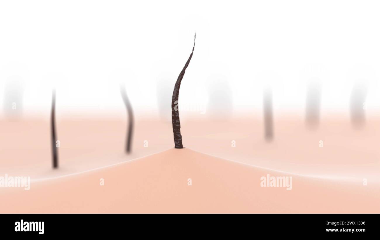 Hair root cell 3d hi-res stock photography and images - Alamy