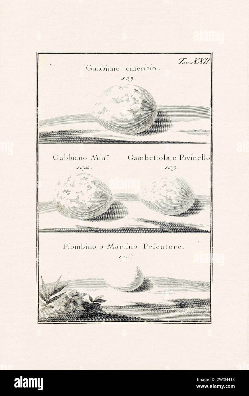 Bird Eggs Illustration: A delicate ornithological ink drawing ...