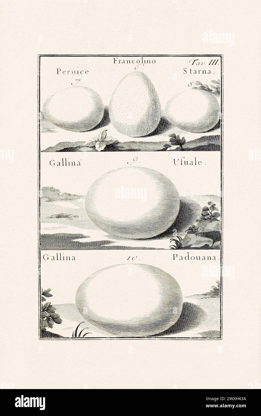 Bird Eggs Illustration: A delicate ornithological ink drawing ...