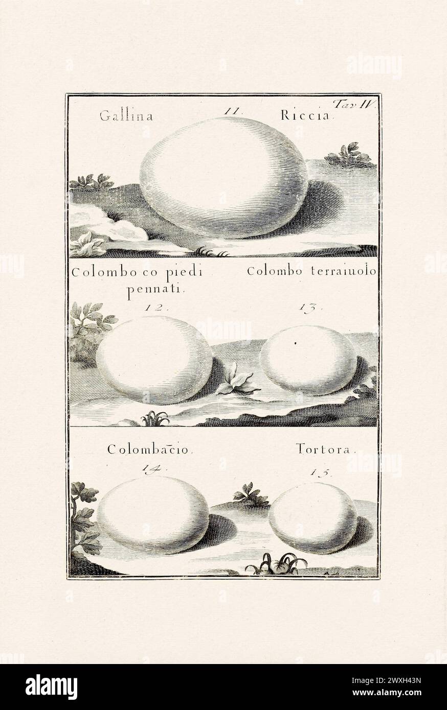 Bird Eggs Illustration: A delicate ornithological ink drawing ...