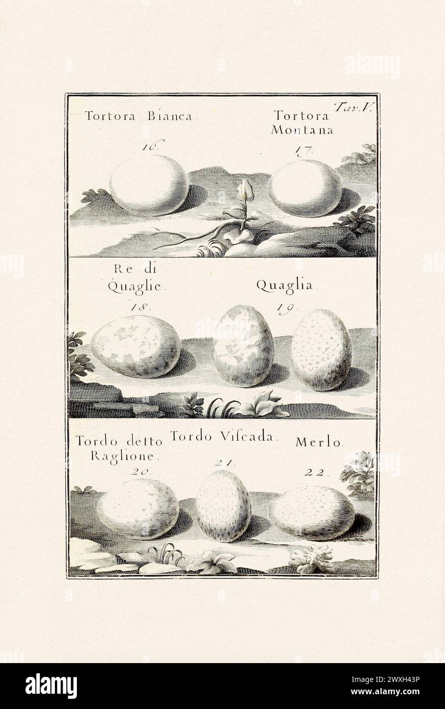 Bird Eggs Illustration: A delicate ornithological ink drawing ...