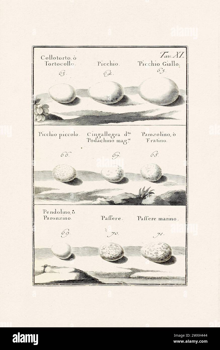 Bird Eggs Illustration: A delicate ornithological ink drawing ...