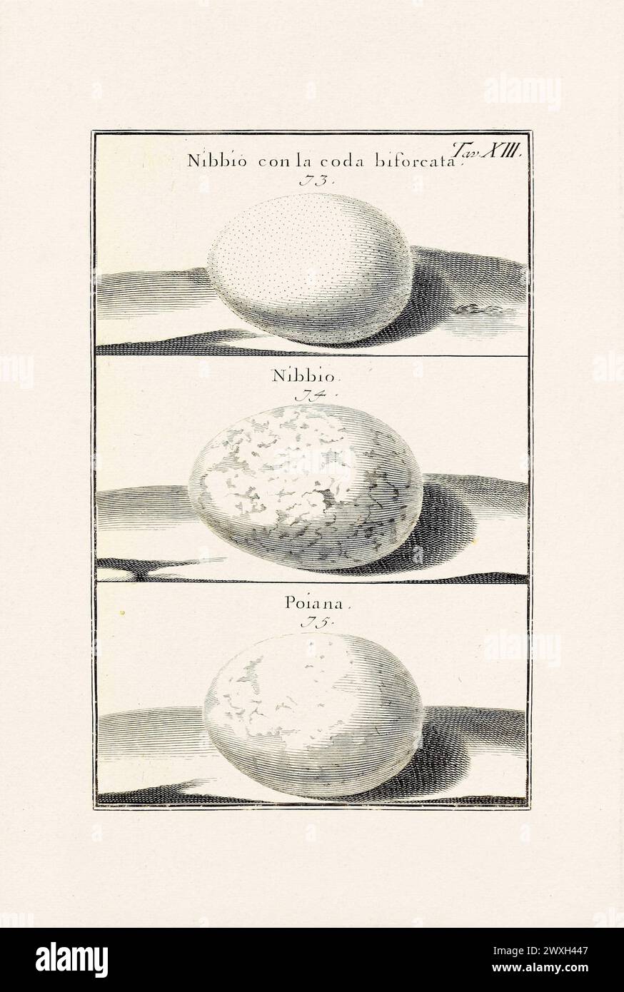 Bird Eggs Illustration: A delicate ornithological ink drawing ...
