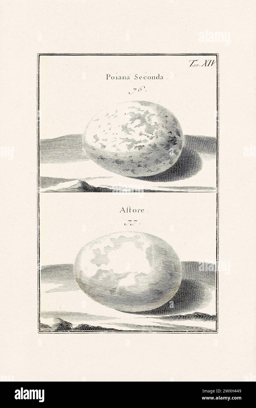 Bird Eggs Illustration: A delicate ornithological ink drawing ...