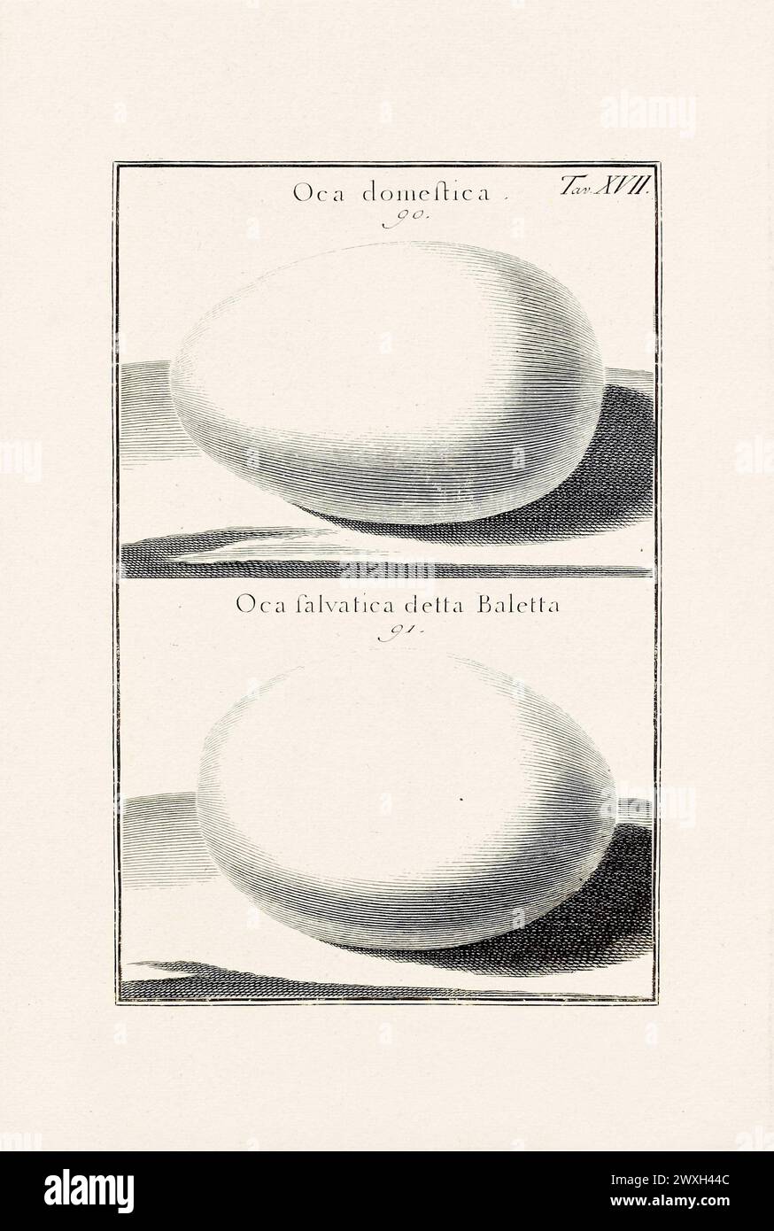 Bird Eggs Illustration: A delicate ornithological ink drawing ...