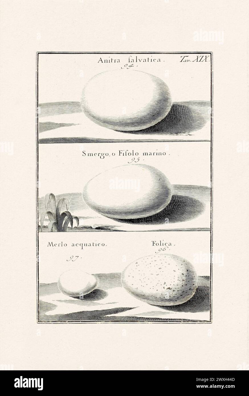 Bird Eggs Illustration: A delicate ornithological ink drawing ...