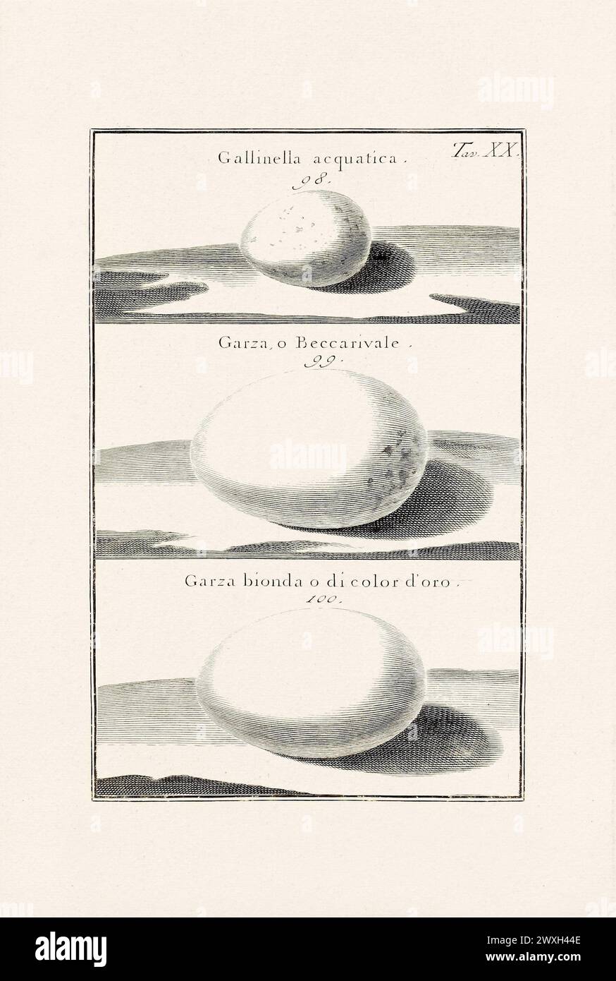 Bird Eggs Illustration: A delicate ornithological ink drawing ...