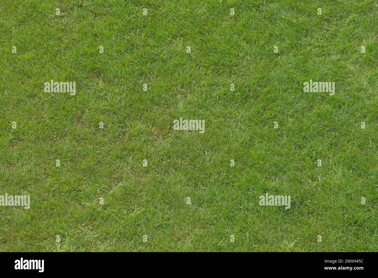 Green light grass lawn surface background texture natural nature Stock ...