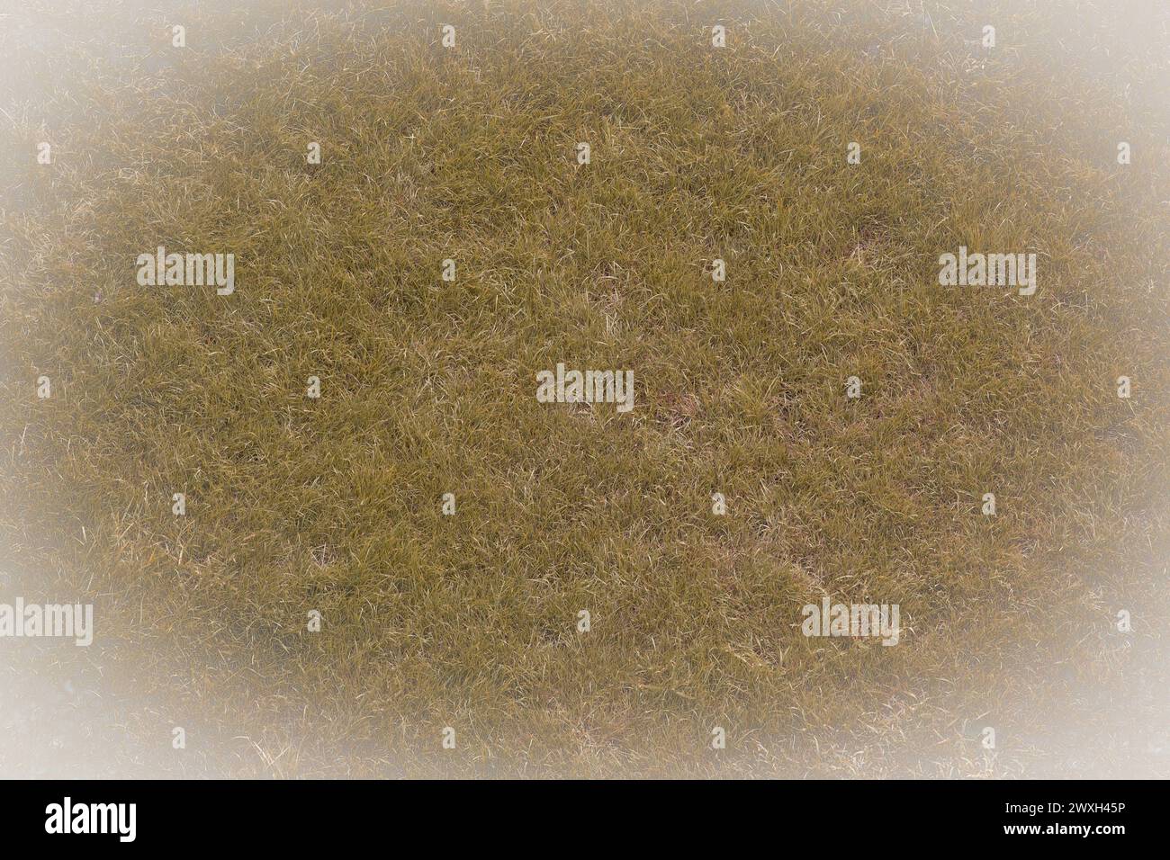 Yellowed old grass surface natural lawn abstract background texture ...