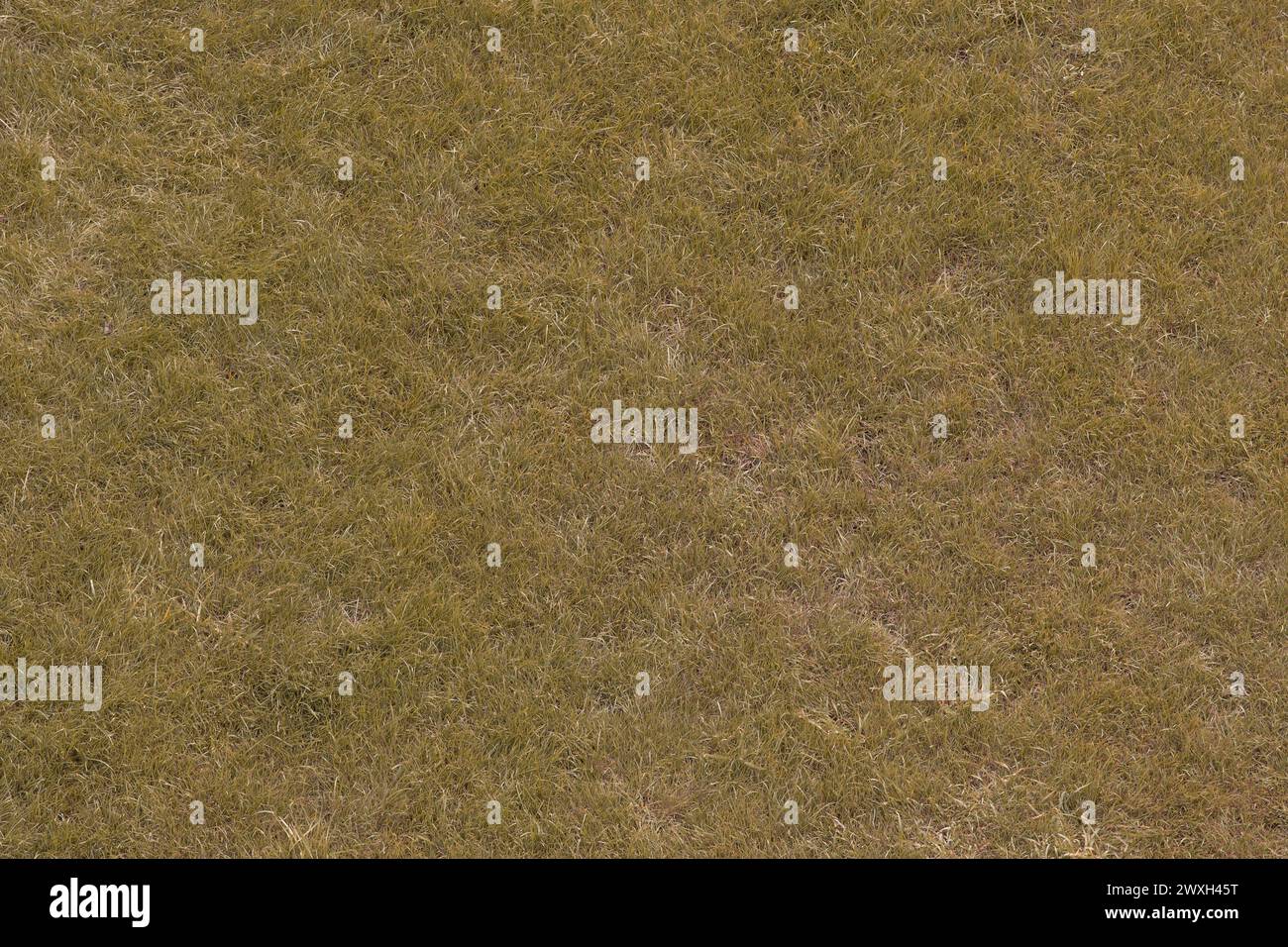 Yellowed old grass surface natural lawn abstract background texture ...
