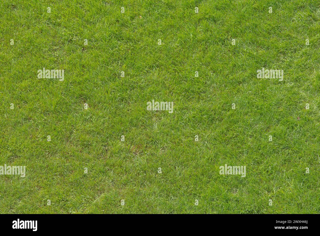Backdrop of verdant grass hi-res stock photography and images - Alamy